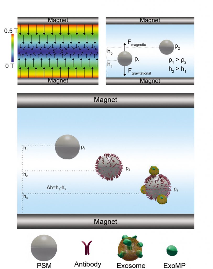 Biosensors – Biomimetics Research Group